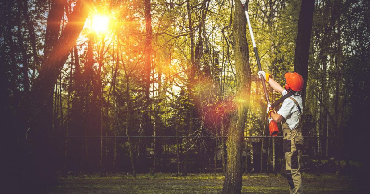 Tree Trimming Howick | Trusted & Affordable Tree Trimming